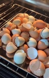 How to Make Calcium Powder from Eggshells and Why It’s a Must-Try ...